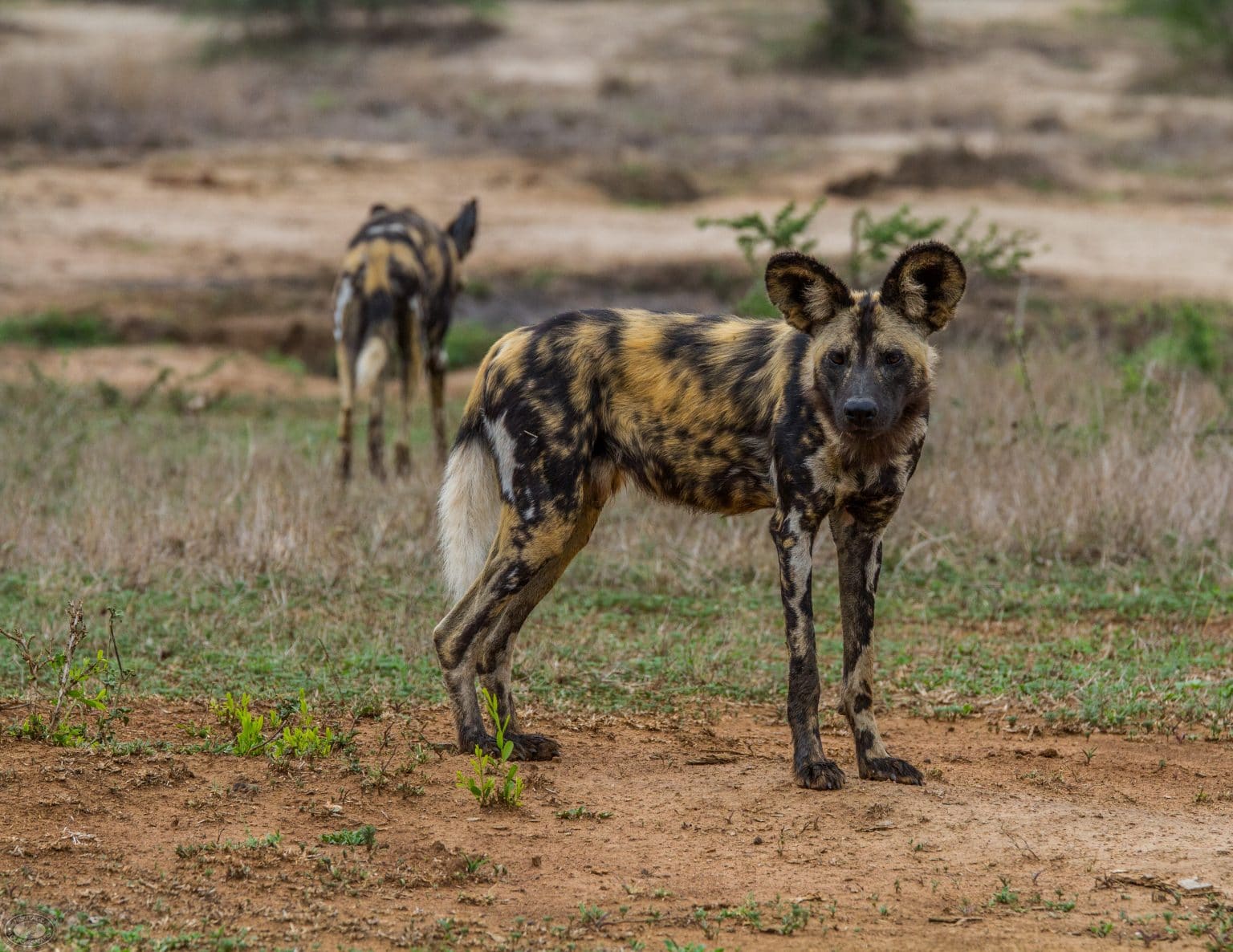 Wild Dog Facts - Hluhluwe Game Reserve