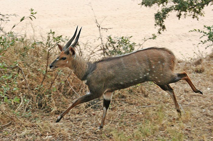 BushBuck Facts - Hluhluwe Game Reserve