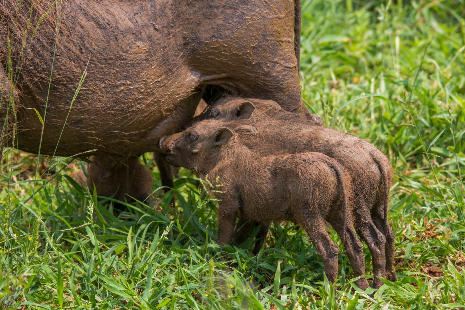 Warthog Facts - Hluhluwe Game Reserve