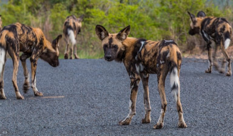 Wild Dog Facts - Hluhluwe Game Reserve