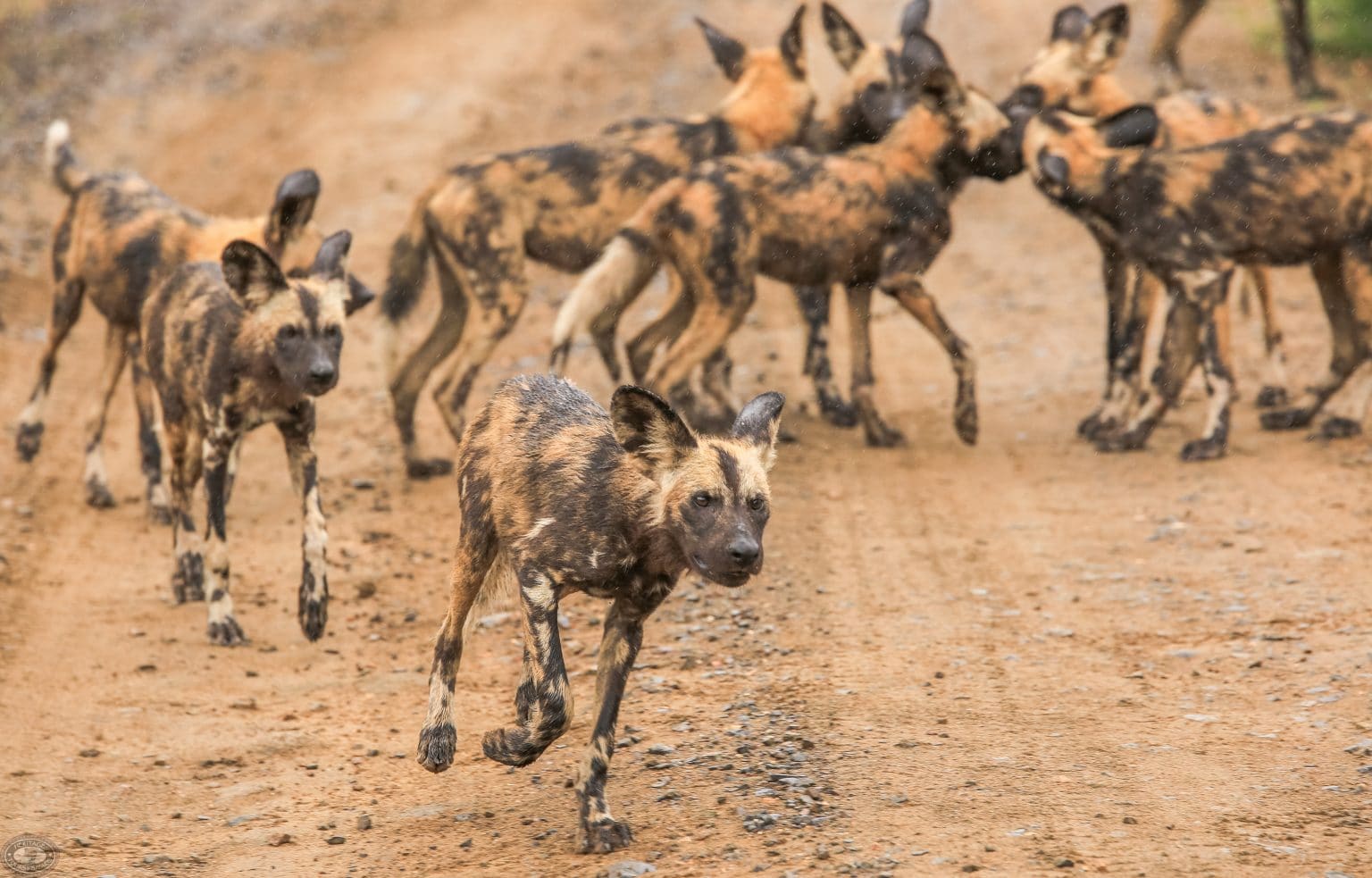 Wild Dog Facts - Hluhluwe Game Reserve