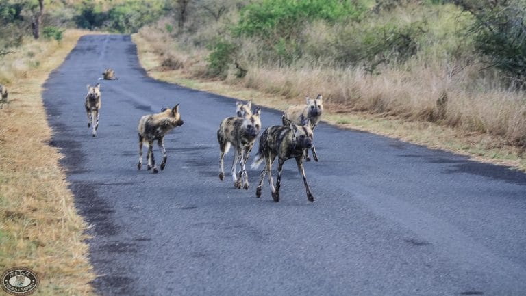 Wild Dog Facts - Hluhluwe Game Reserve