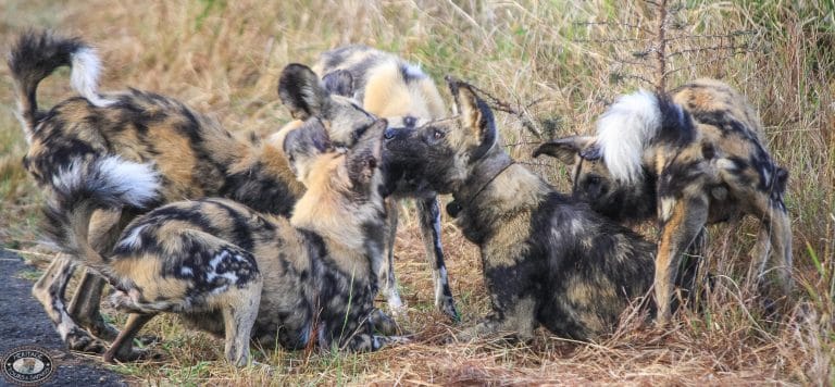 Wild Dog Facts - Hluhluwe Game Reserve