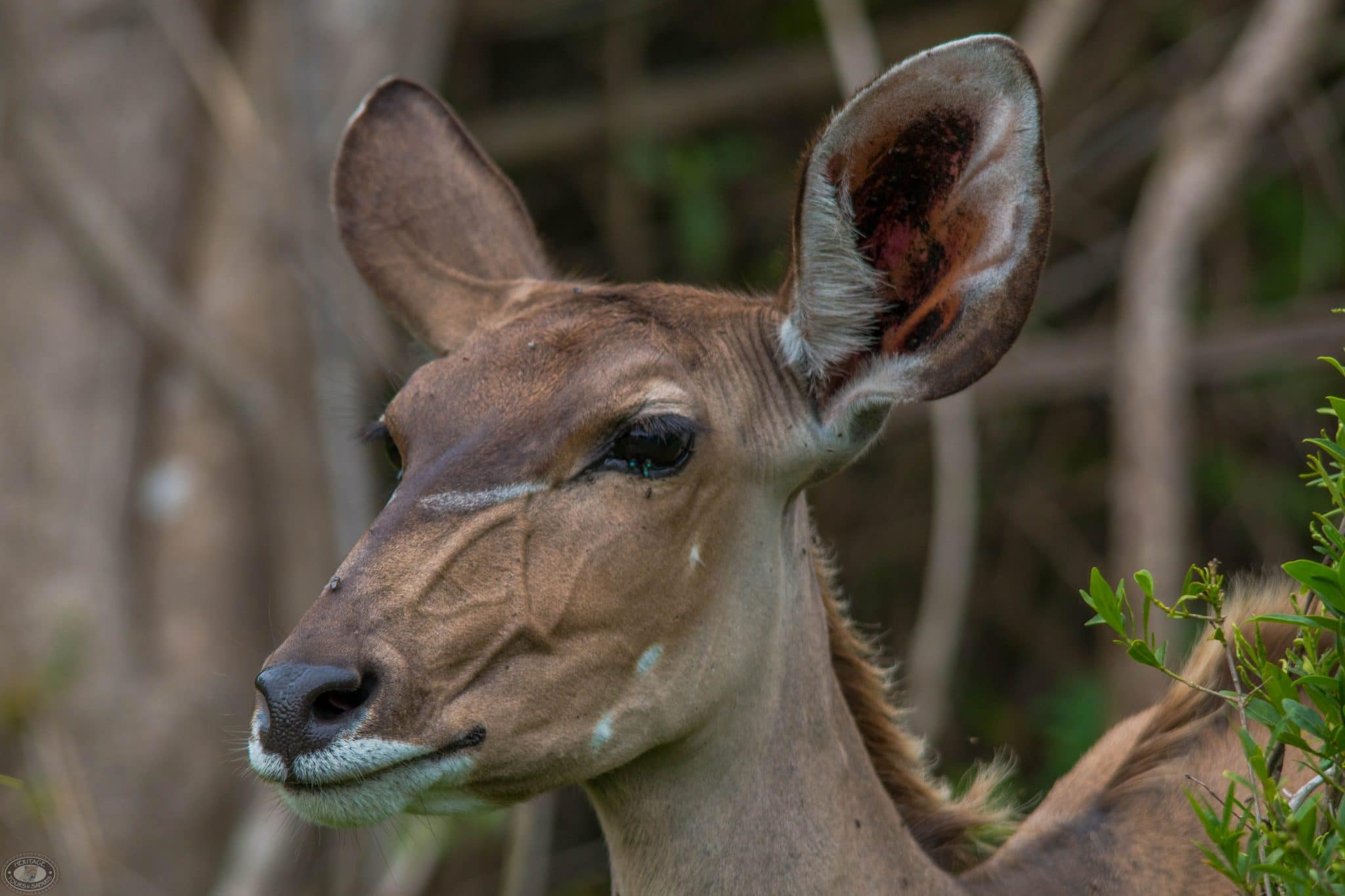 Kudu - Hluhluwe Game Reserve