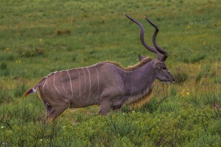 Kudu - Hluhluwe Game Reserve