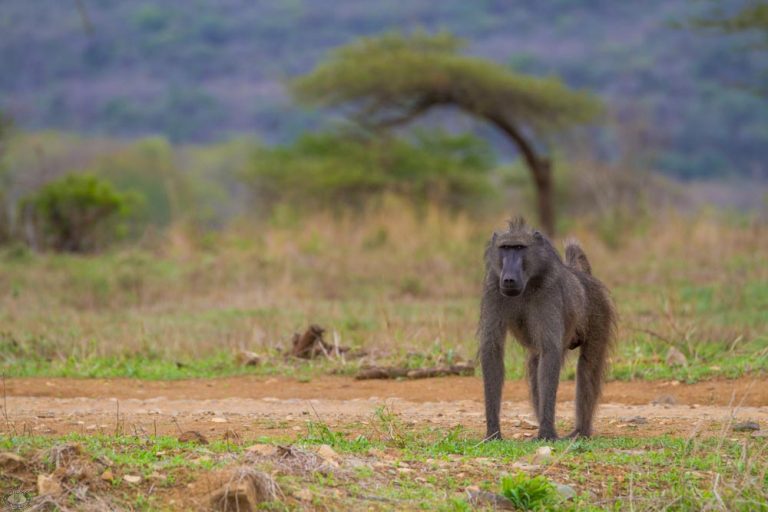 African Baboon - Hluhluwe Game Reserve