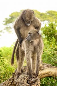 African Baboon - Hluhluwe Game Reserve