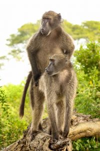 African Baboon - Hluhluwe Game Reserve