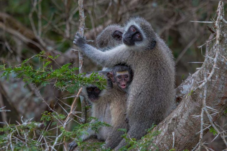 Vervet Monkey - Hluhluwe Game Reserve