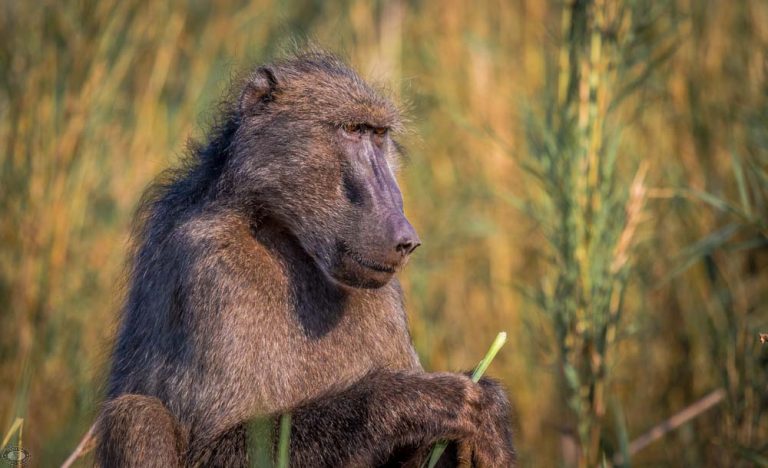 African Baboon - Hluhluwe Game Reserve