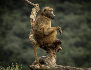 African Baboon - Hluhluwe Game Reserve