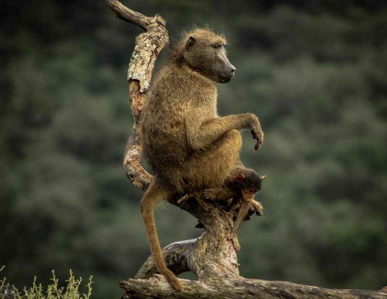 African Baboon - Hluhluwe Game Reserve