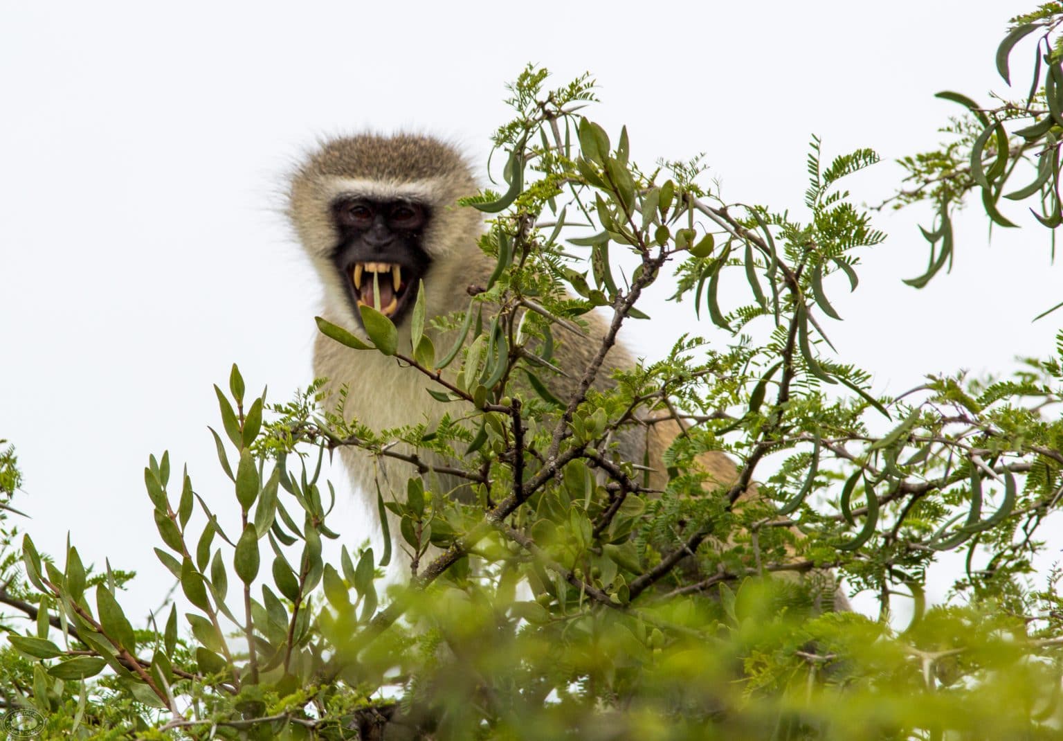 Vervet Monkey - Hluhluwe Game Reserve