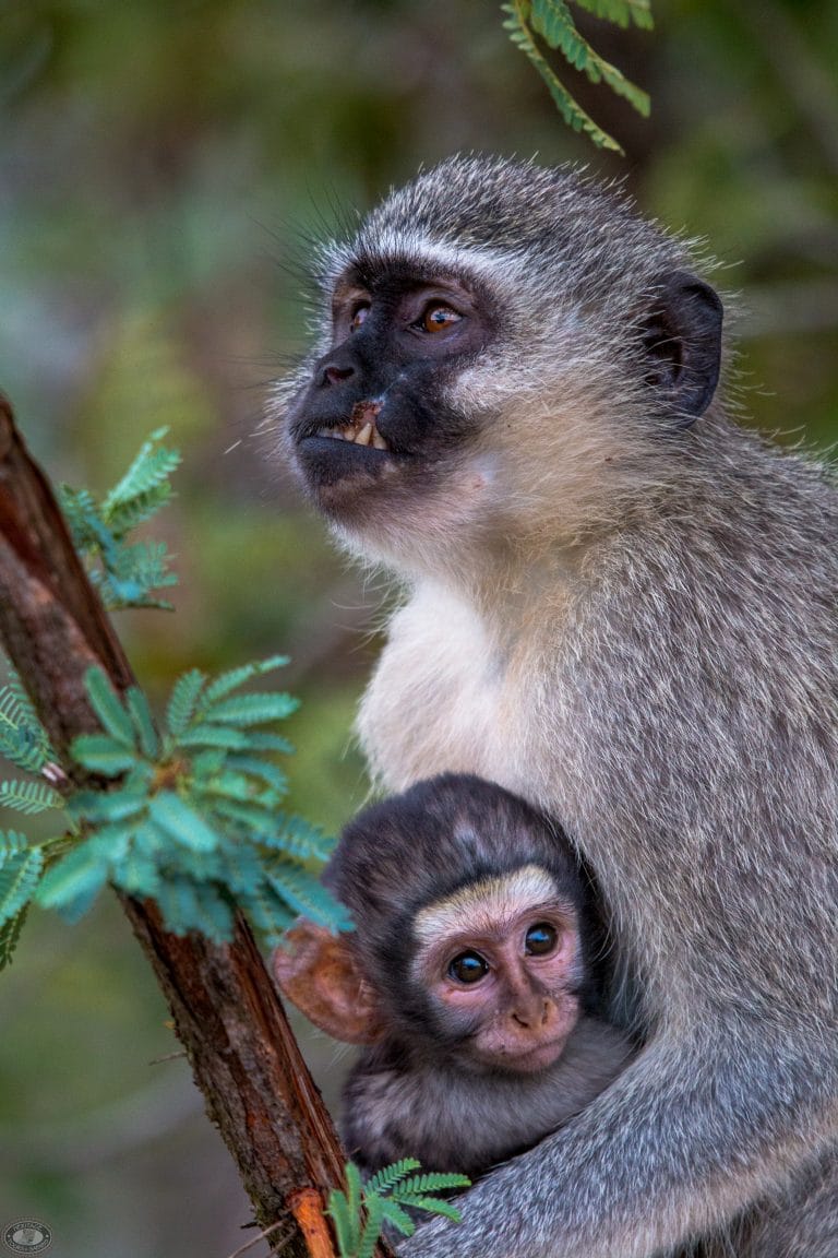 Vervet Monkey - Hluhluwe Game Reserve