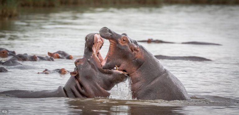 Animal Behavior - Hluhluwe Game Reserve