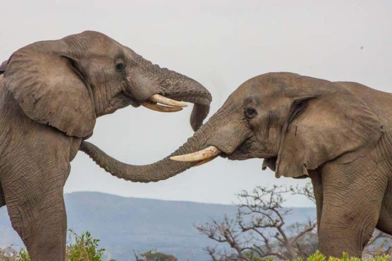 Animal Behavior - Hluhluwe Game Reserve