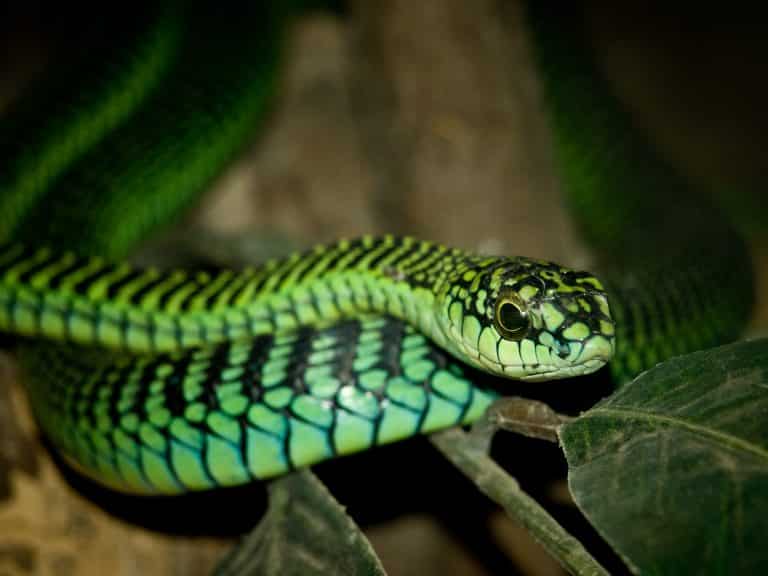 BoomSlang or Tree Snake - Hluhluwe Game Reserve