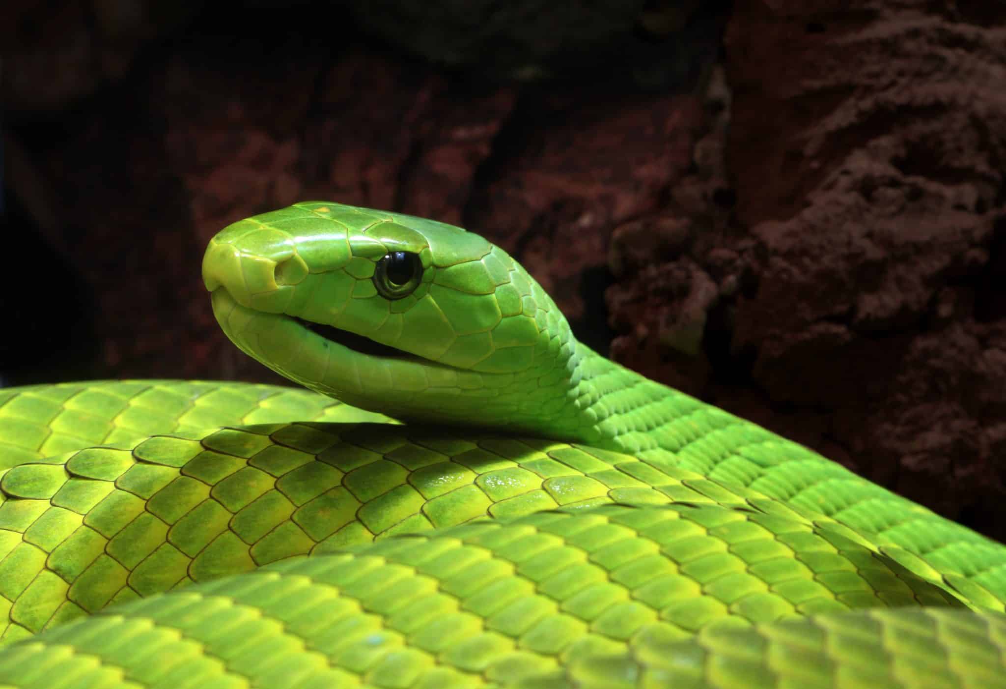 Black And Green Mamba Snake Hluhluwe Game Reserve