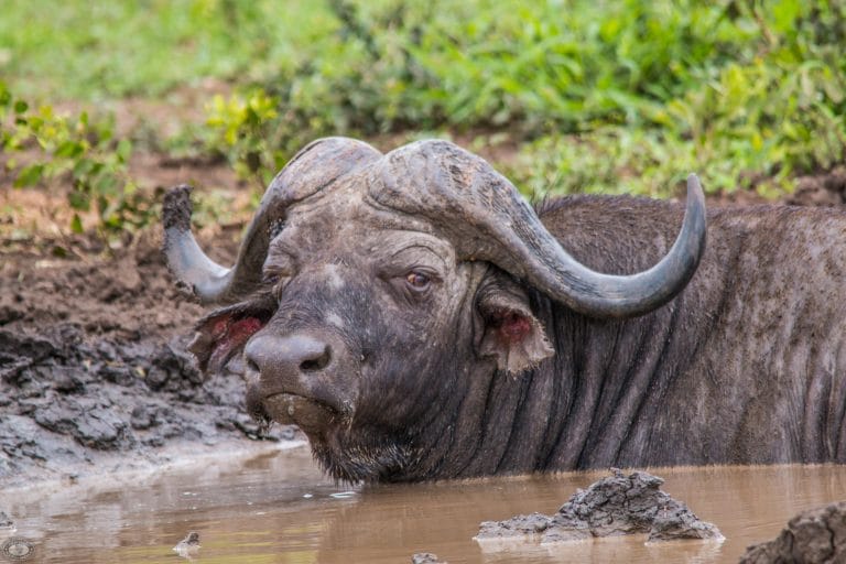 Cape Buffalo Facts, Information Pictures and Video Learn More