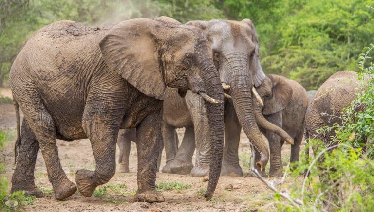 Magnificent Imfolozi Game Reserve all you need to know 2023