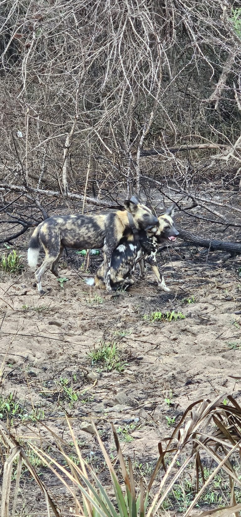 Wild Dogs on the Corridor Road - Hluhluwe Game Reserve
