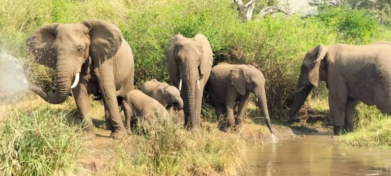 Magical Weekend Getaway in the Hluhluwe Imfolozi Park 2025