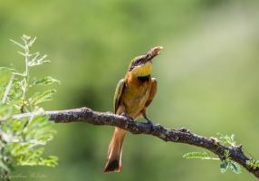 Hluhluwe Game Reserve South Africa A Big 5 Game Park Zululand Natal